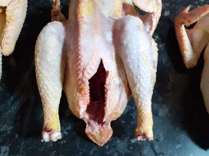 Петушки домашние