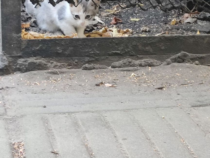 Найден котенок