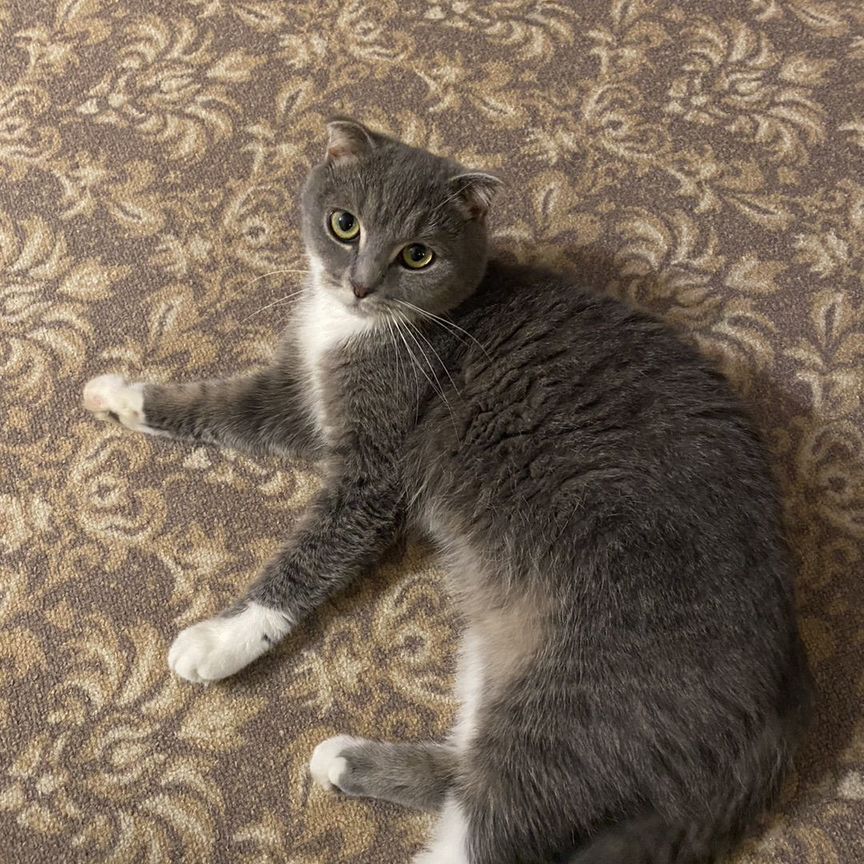 Шотландская вислоухая