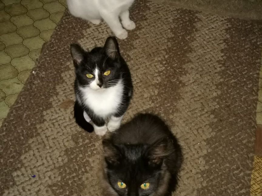 Котята в добрые руки бесплатно