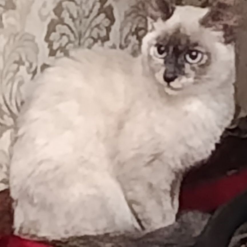 Мейн-кун котёнок