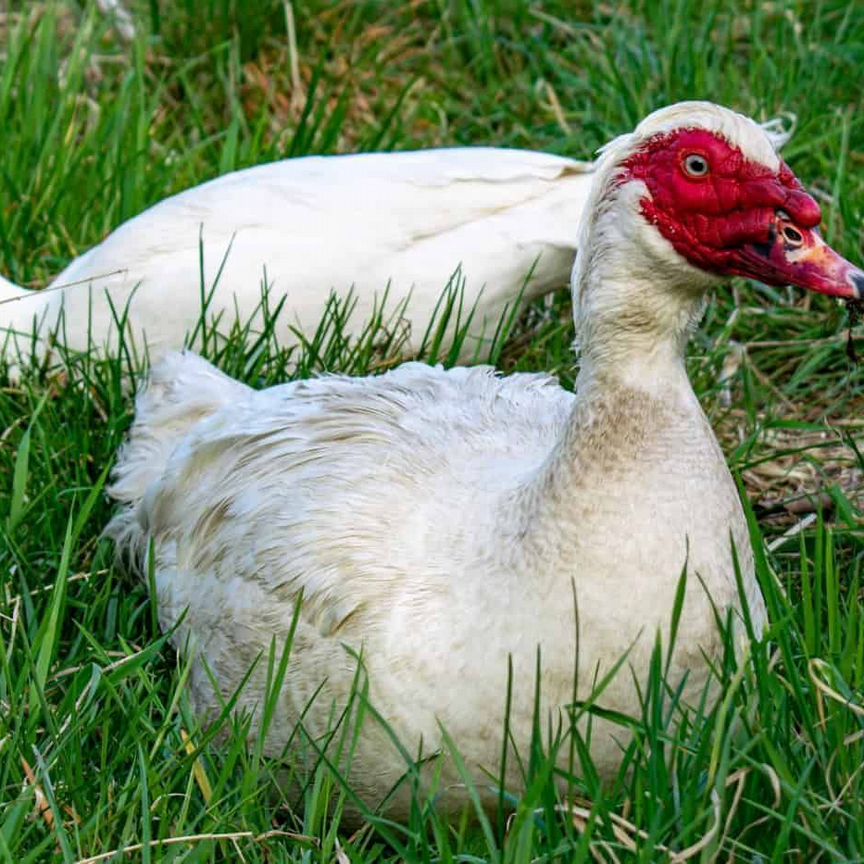 Для уточек моих нужен селезень