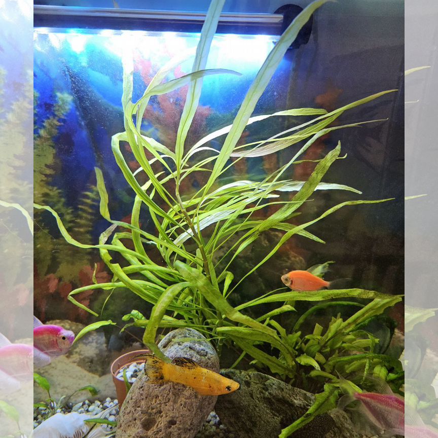Водоросли для аквариума обмен