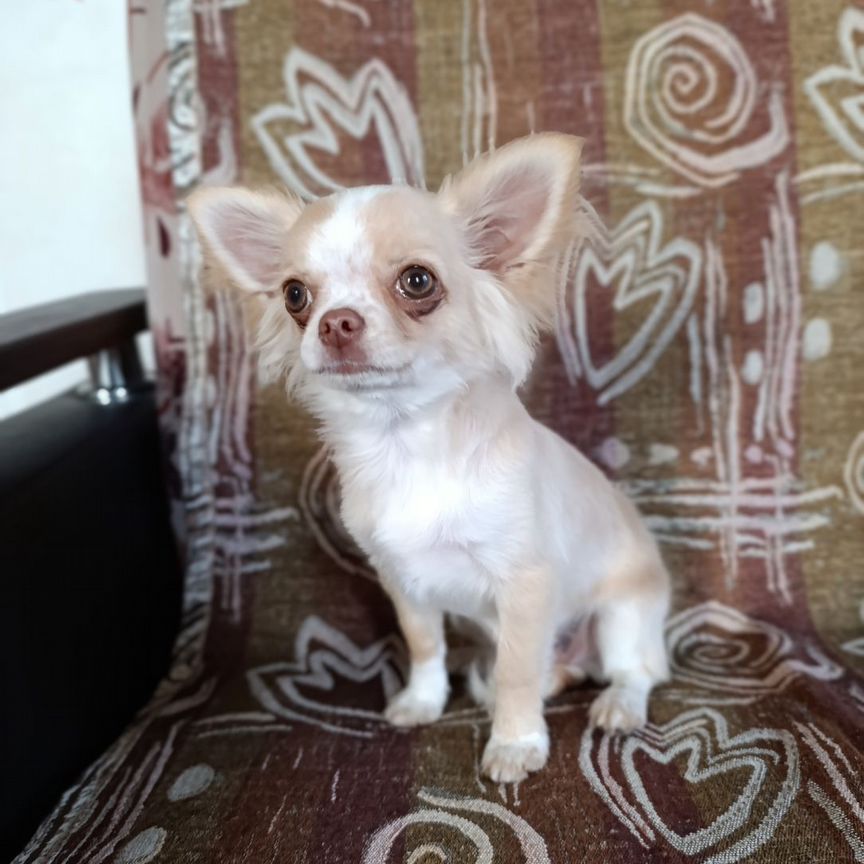 Продам щенка чихуахуа