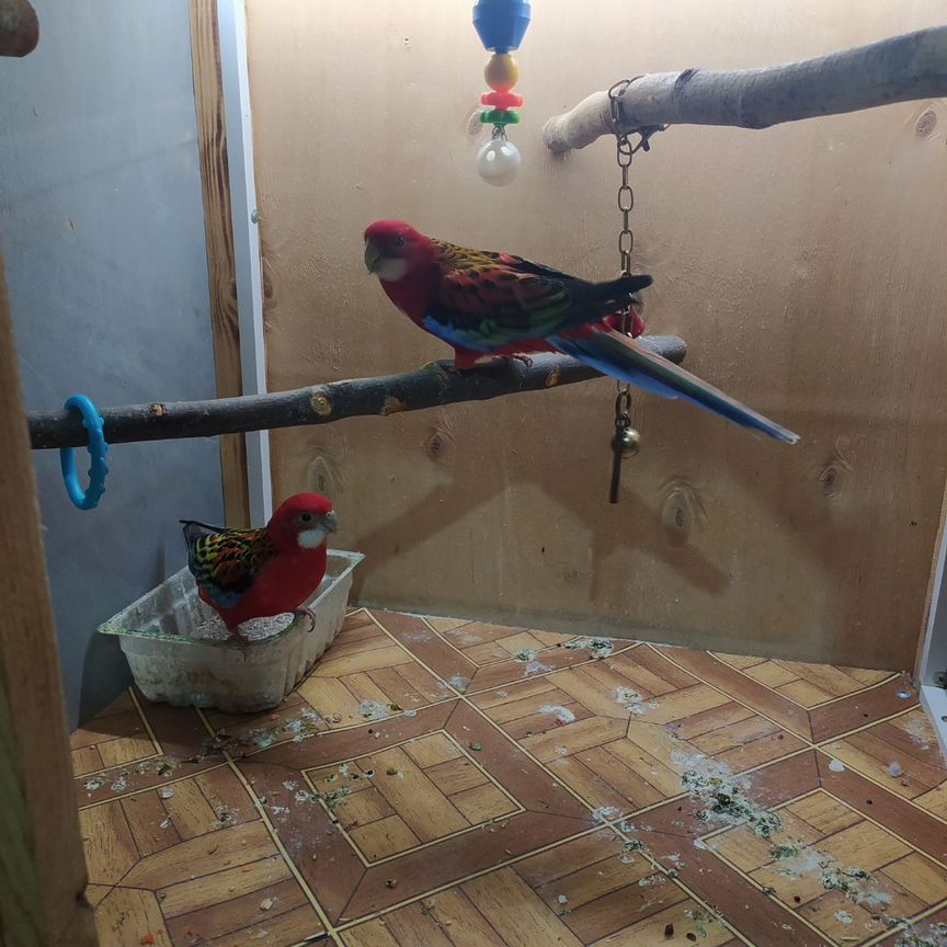 Попугай розелла