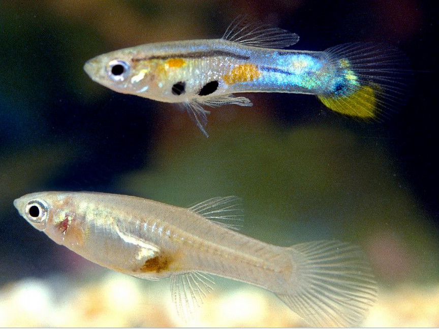 Аквариумные рыбки гуппи