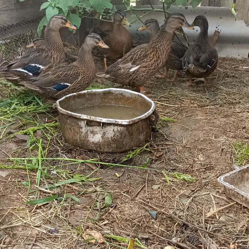 Подсадные утки