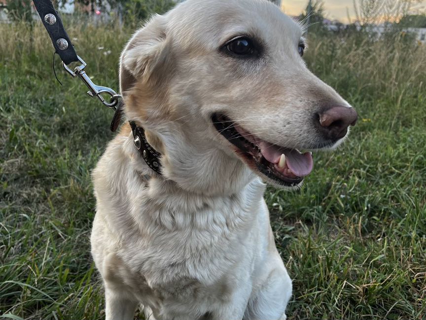 Собака для фотосессий, прогулки