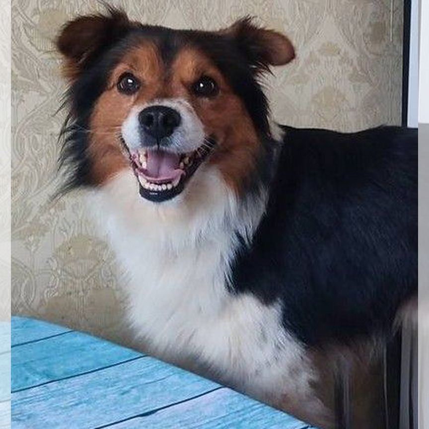 Взрослый пёс в добрые руки