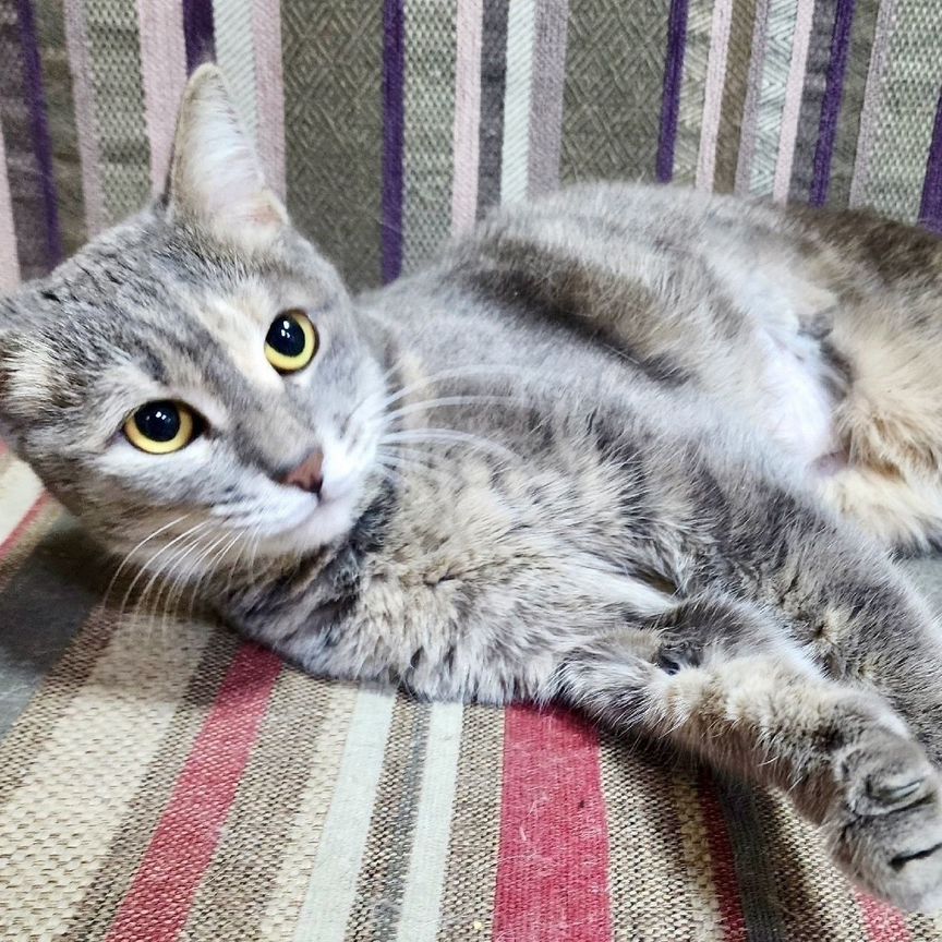 Взрослая кошка от частного владельца