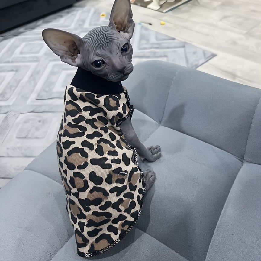 Канадский сфинкс котёнок