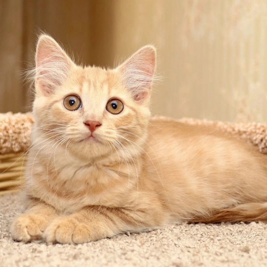 Котёнок Наггетс 3 мес в добрые руки ищет дом