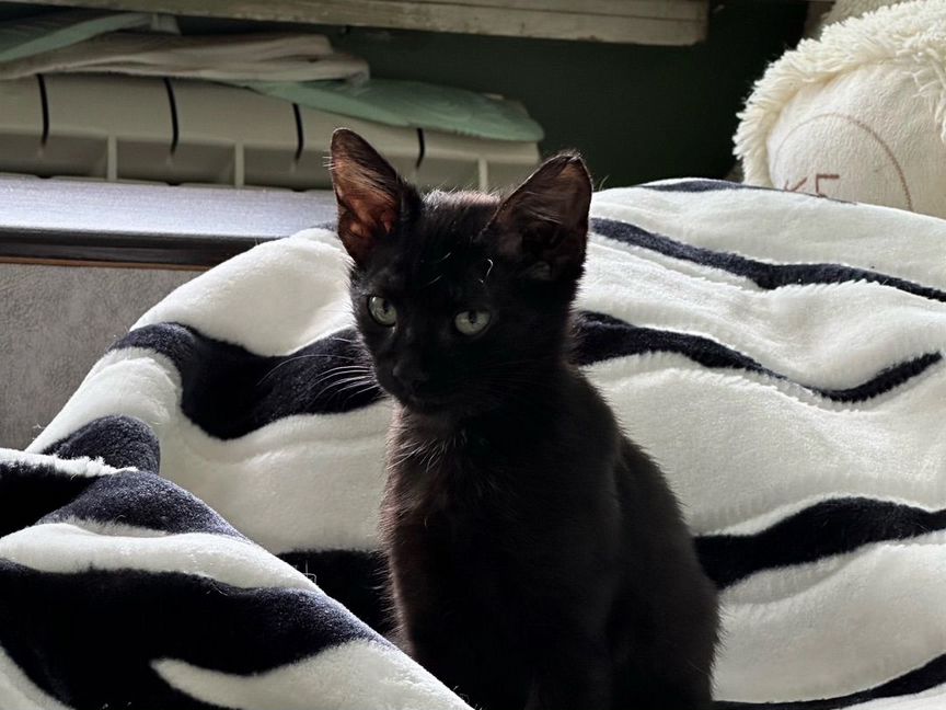 Котенок в добрые руки