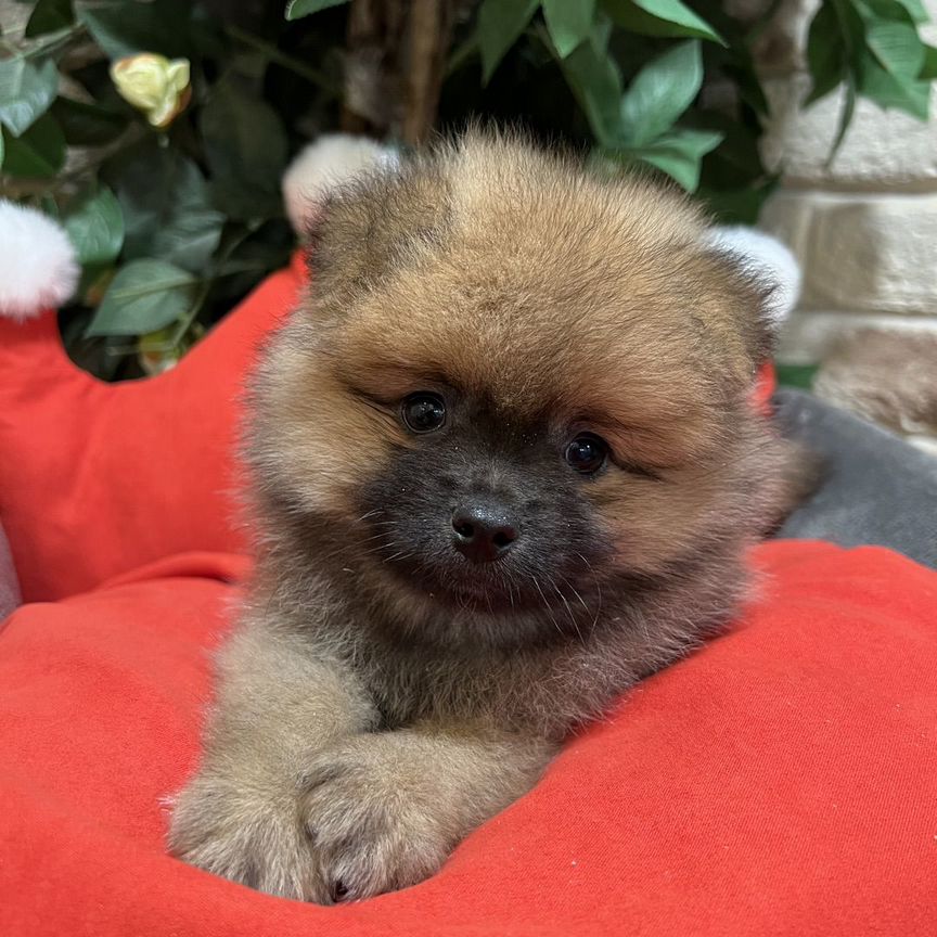 Померанский шпиц мальчик рыжий