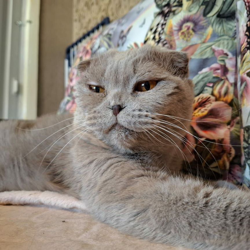 Шотландская вислоухая кошка в добрые руки