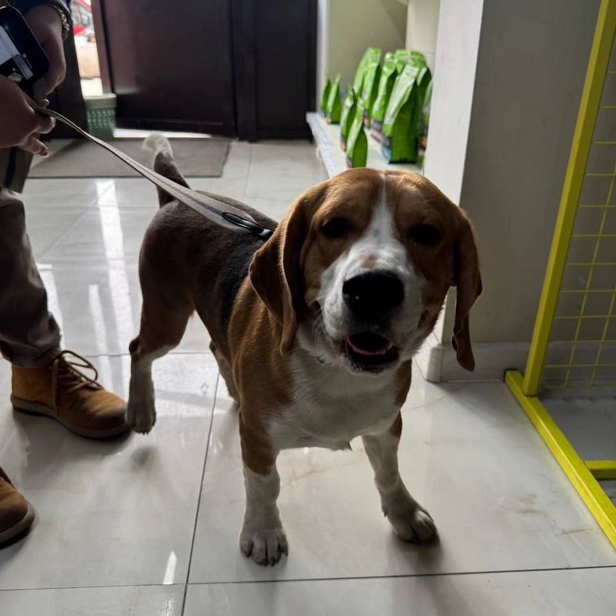 Бигль в добрые руки