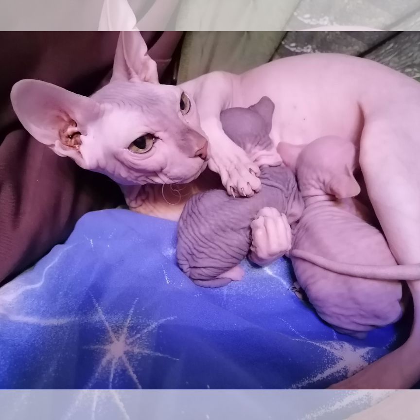 Канадский сфинкс котёнок