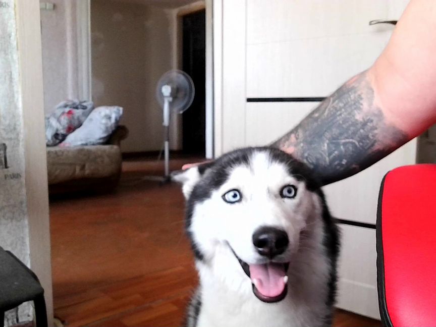 Отдам бесплатно собаку хаски