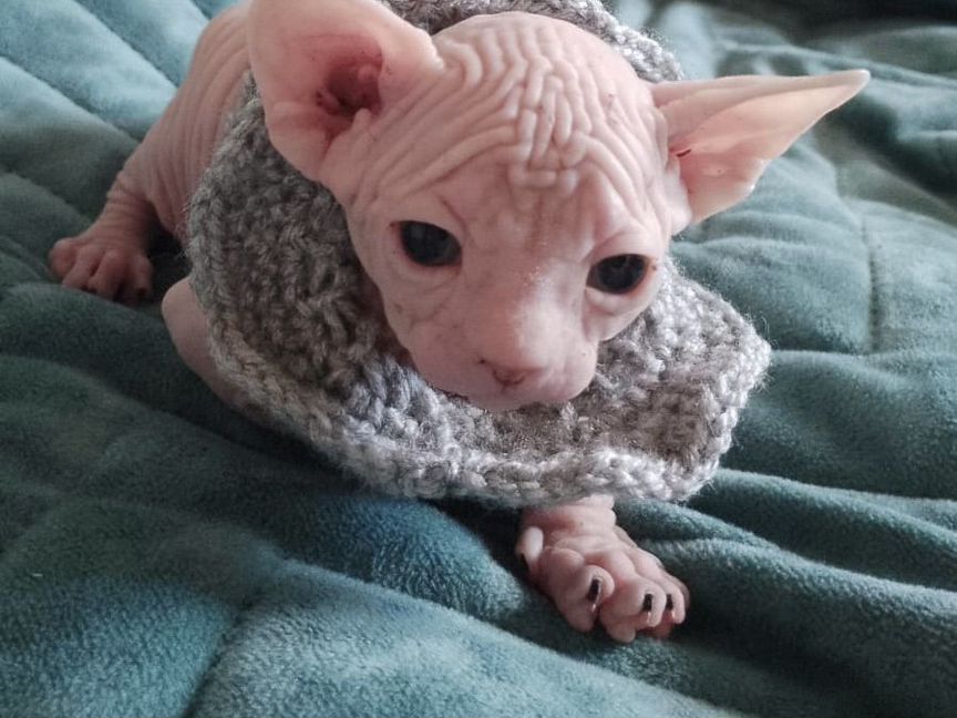 Милый малыш сфинкс