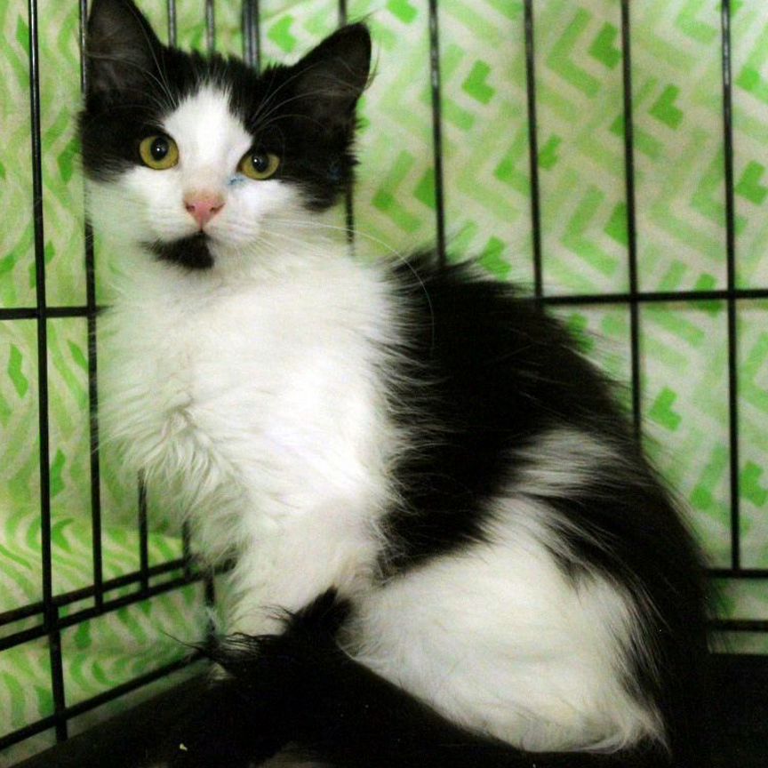 Котёнок в добрые руки