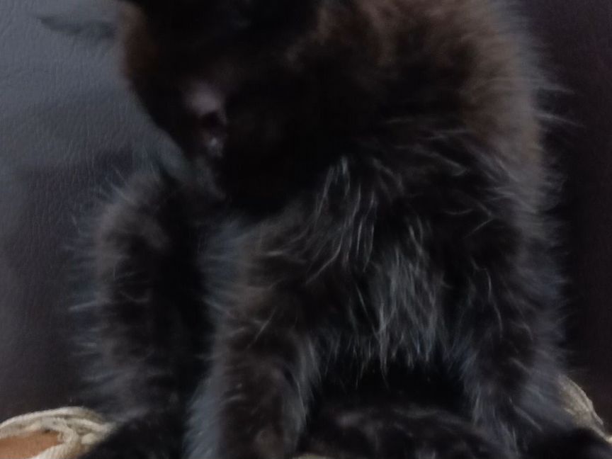 Кошечка ищет дом