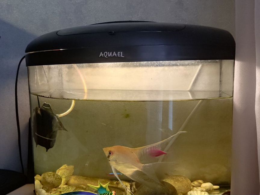 Аквариум с рыбкамм