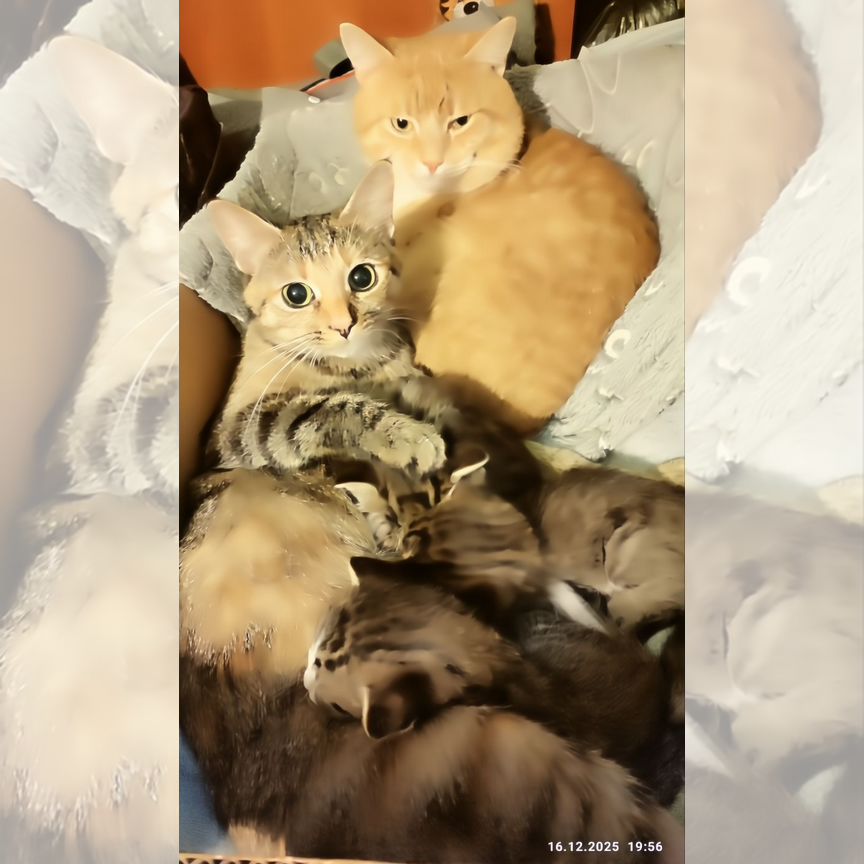 Котёнок в добрые руки