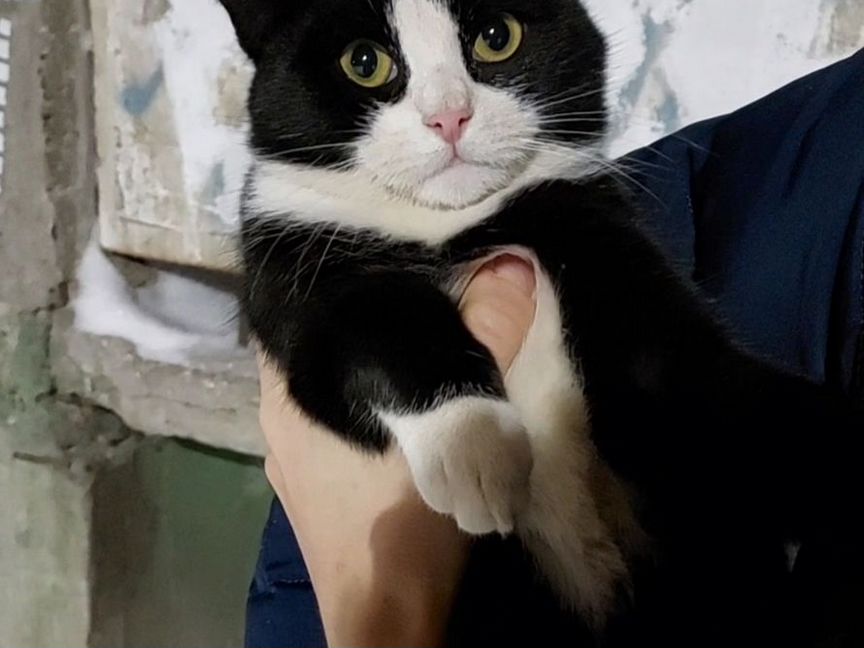 Очаровательнейшая кошка