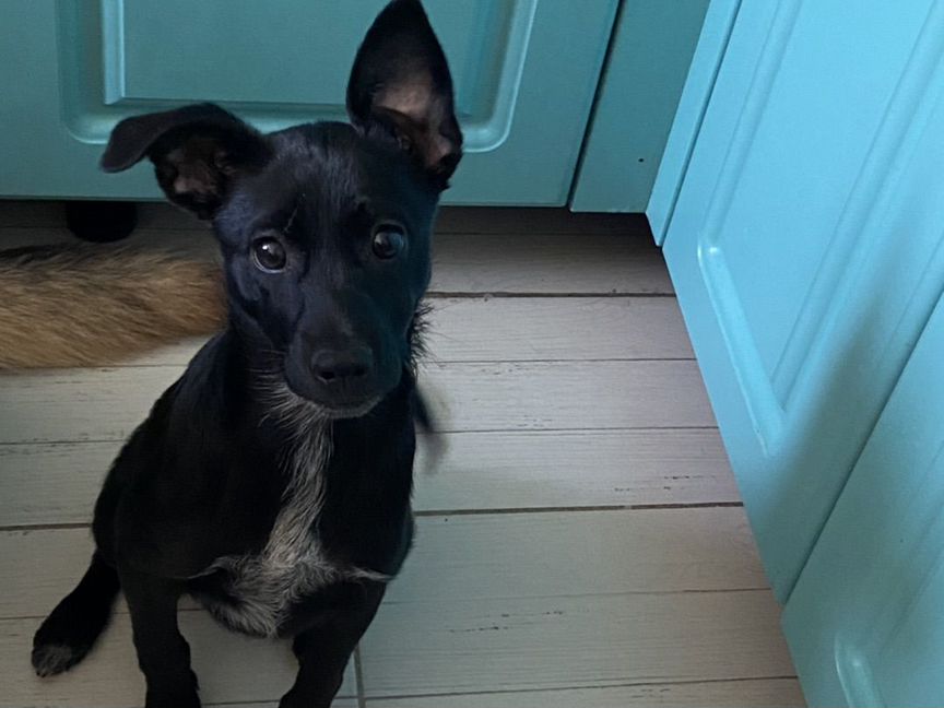 Собака в добрые руки щенок