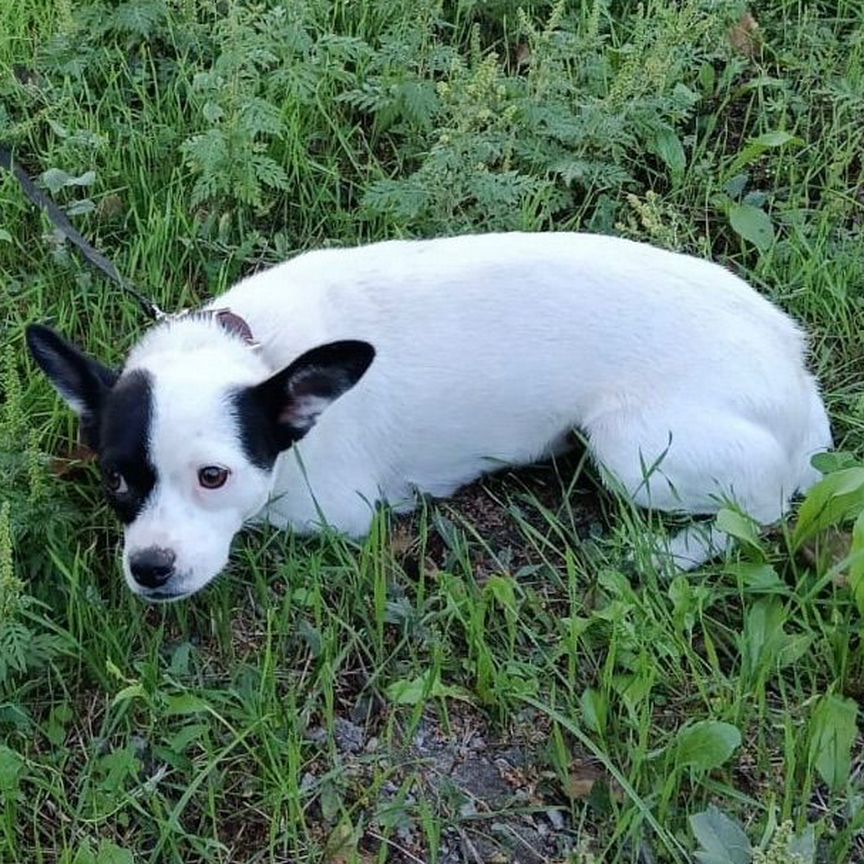 Взрослая собака в добрые руки