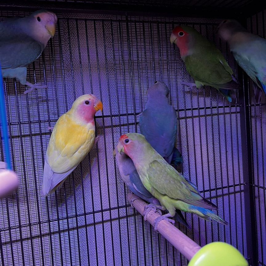 Попугаи неразлучники 3-6 месяцев