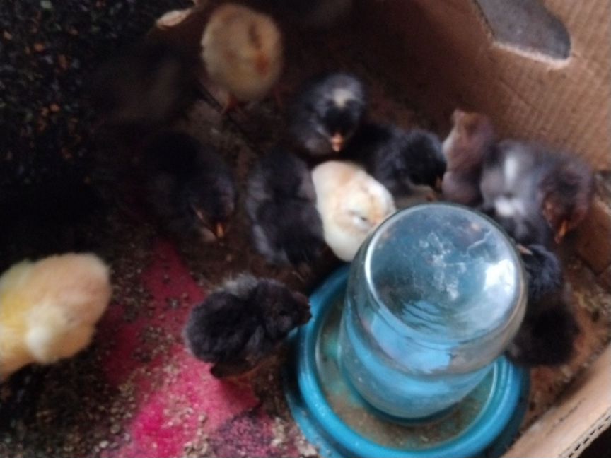 Продам цыплят