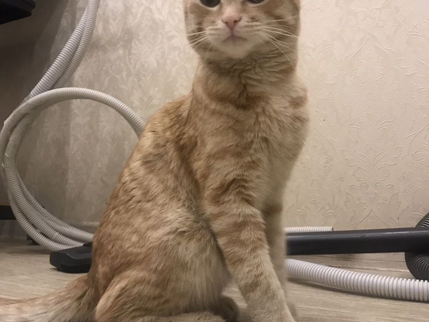 Молодой котик Рыжик