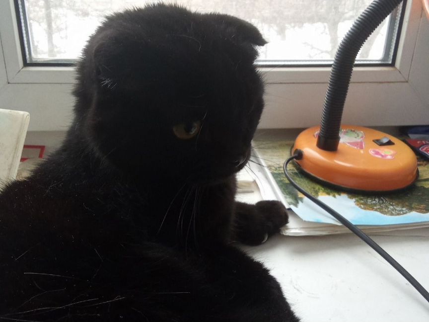 Отдаю кошку