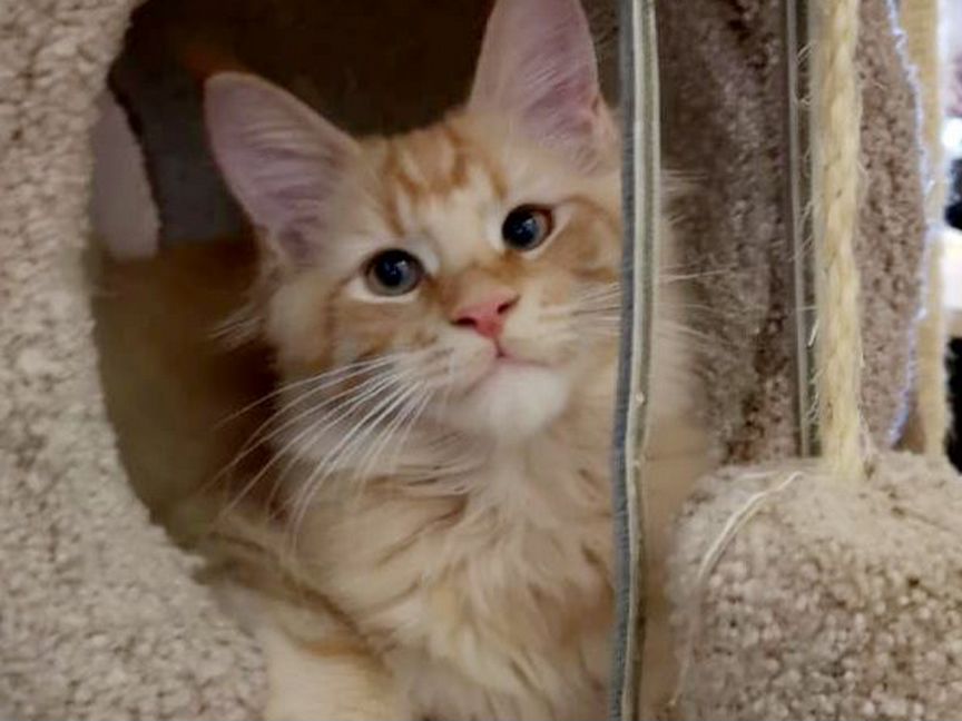 Мейн-кун котёнок девочка