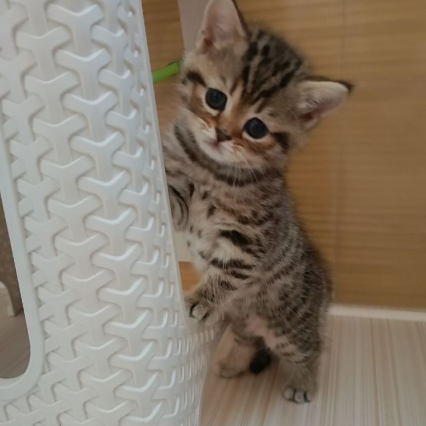 Шотландская кошечка