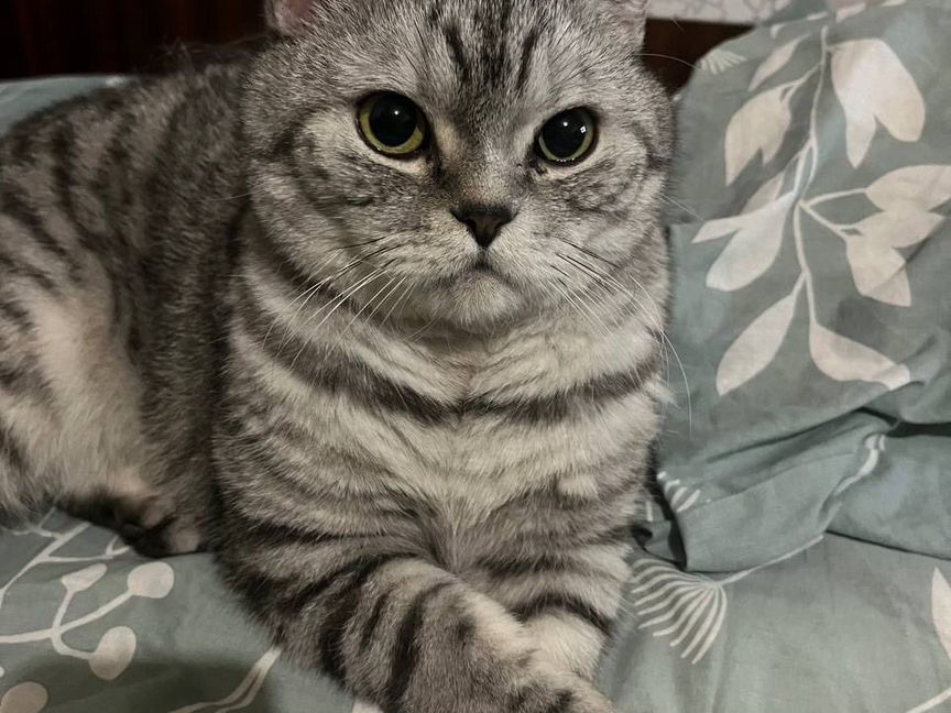 Шотландская