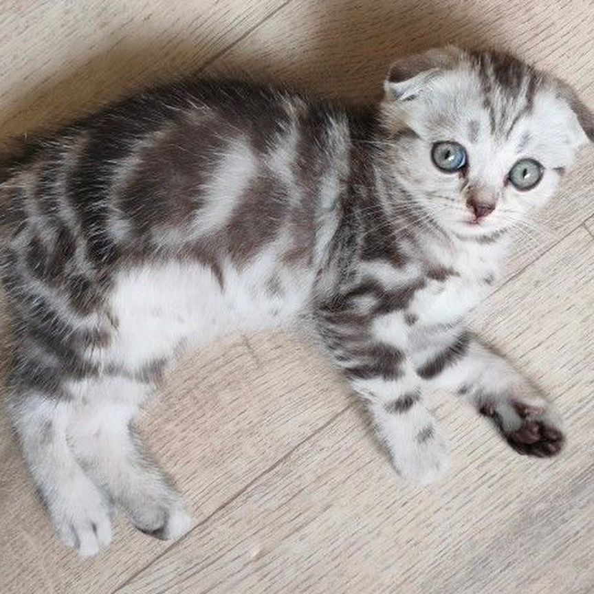 Шотландский вислоухий короткошёрстный котёнок