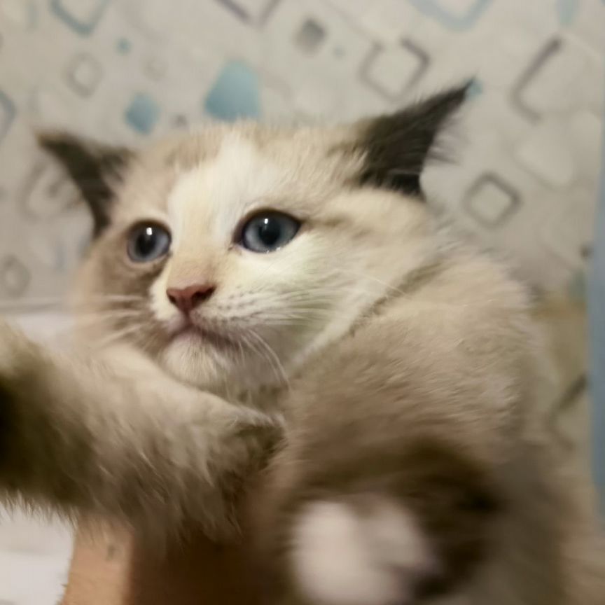 Шотландский вислоухий длинношёрстный котёнок