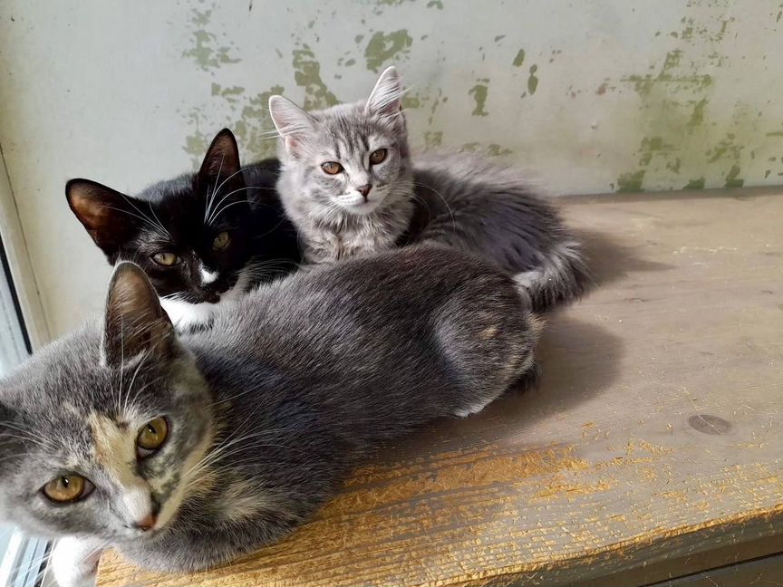 Котята
