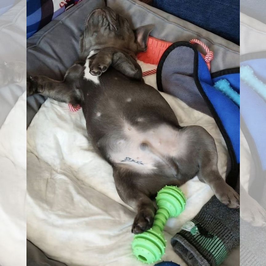 Французский бульдог, щенок