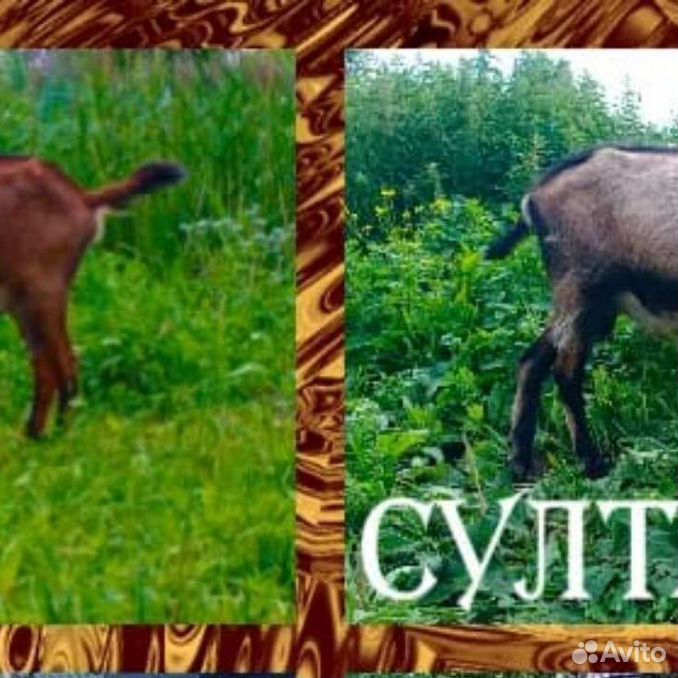 Козы и козлы