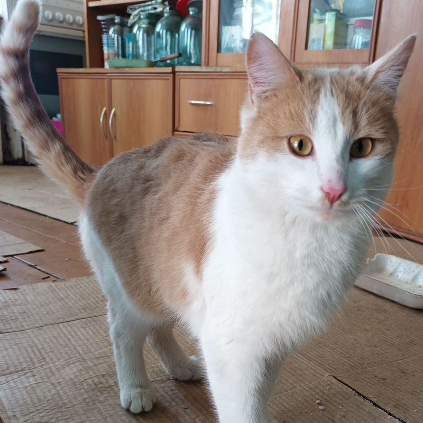 Котик и кошечки