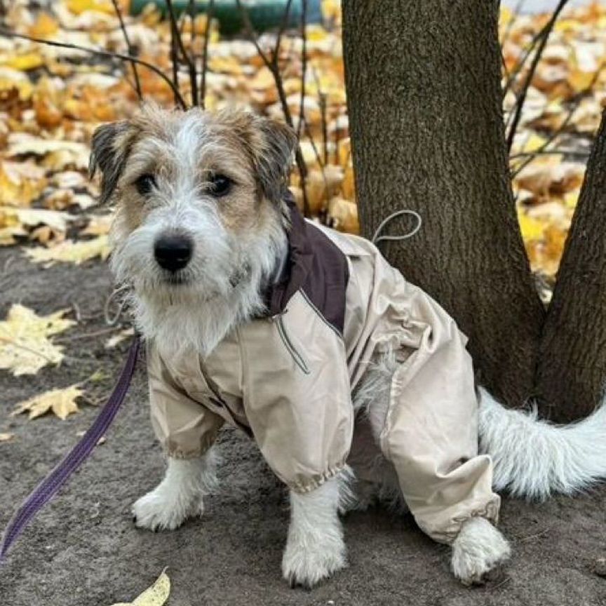 Дождевик для собаки