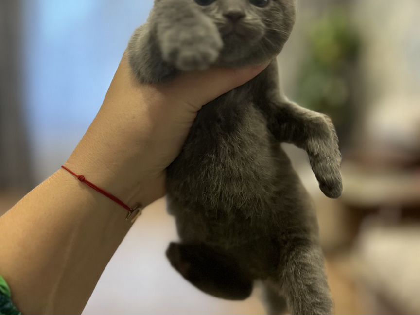 Продам шотландских котят