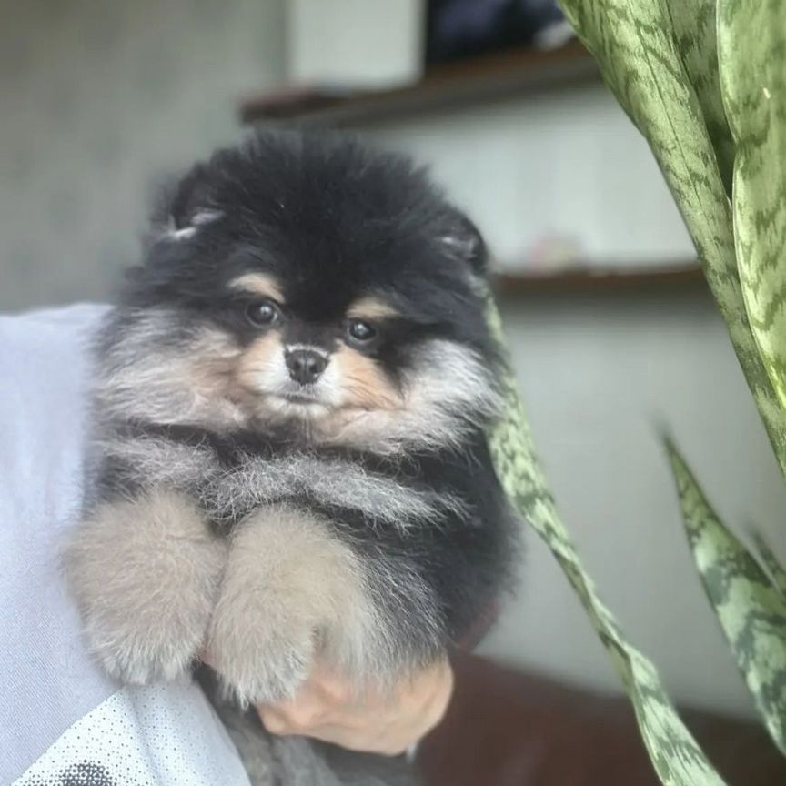 Померанский шпиц, щенок