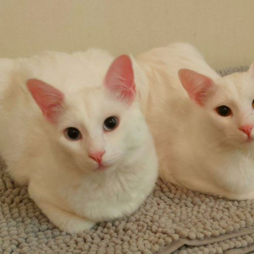 Котик Турецкой ангоры на вязку