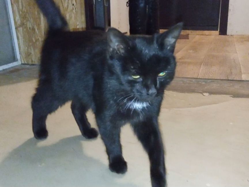 Кошечка Симочка