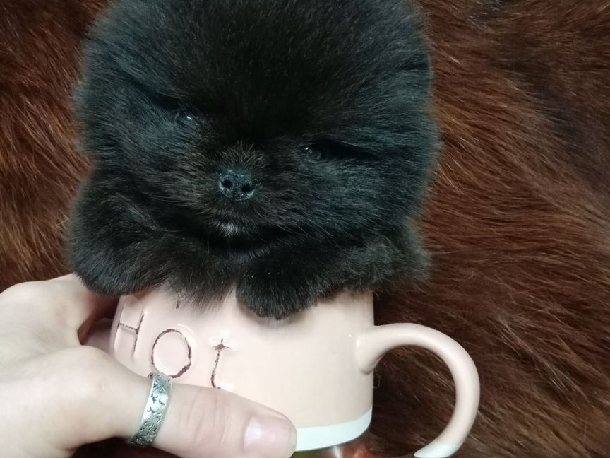 Черный микромишка