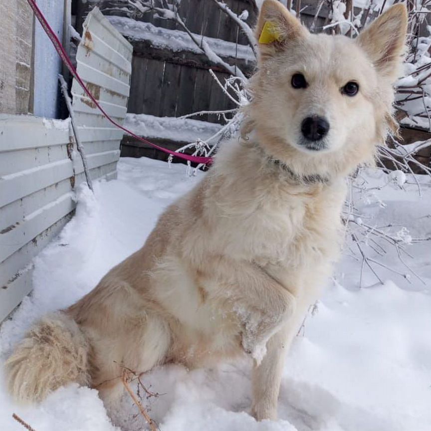 Взрослая собака в добрые руки